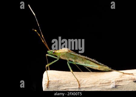 Heteroptera Leptocorisa acuta on the age of branch side view stock ...