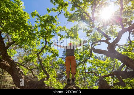 a man sits on a giant oak tree in summer forest Stock Photo - Alamy