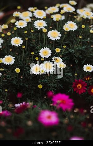Field blossom Chamomiles meadow of the daisy family, Summer photos of ...