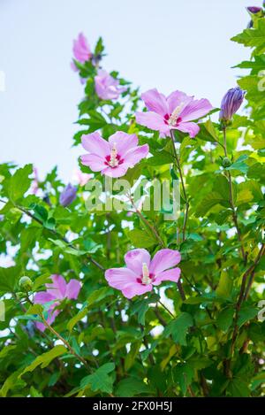 Malva flower light violet in hot summer day Stock Photo - Alamy