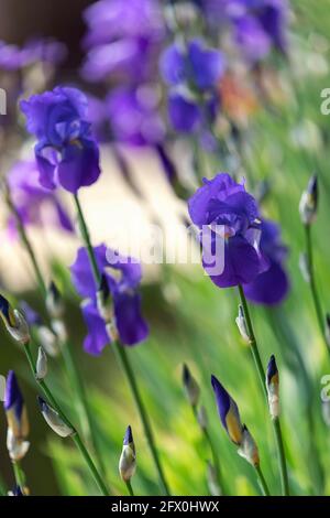 Iris flowers in spring garden Stock Photo - Alamy