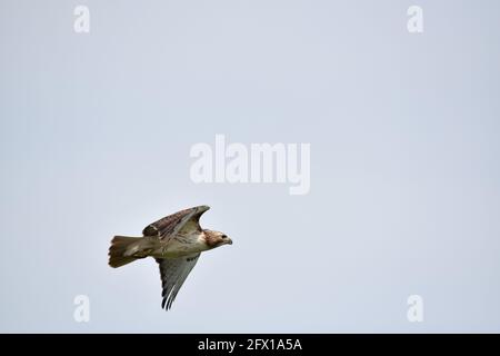 Red-tailed Hawk taking flight. (Buteo jamaicensis Stock Photo - Alamy