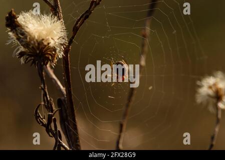 Macro Photography of Little Brown Spider Isolated on Background Stock ...