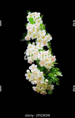 Sprig of hawthorn flowers, also known as May tree, one-seed hawthorn ...