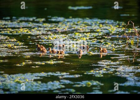 A duck and her ducklings swim in the National Reflecting Pool in ...