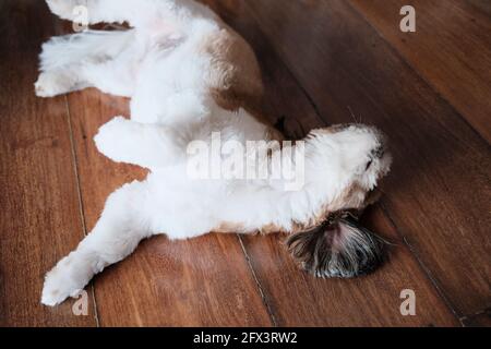 Cute and Playful Shiz Tsu (Dog Stock Photo - Alamy