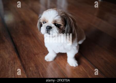 Cute and Playful Shiz Tsu (Dog Stock Photo - Alamy