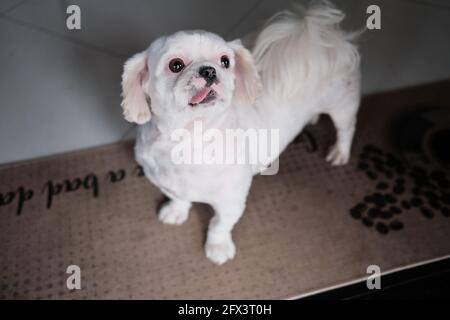 Cute and Playful Shiz Tsu (Dog Stock Photo - Alamy