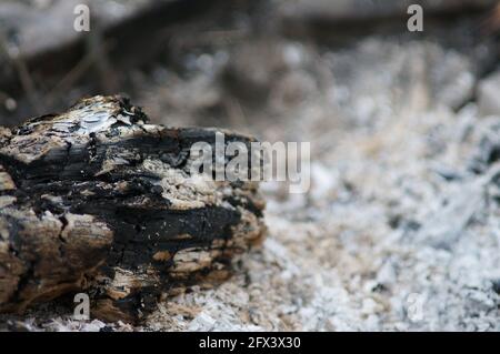 old burnt firewood logs in firepit outside in the northern summer macro ...