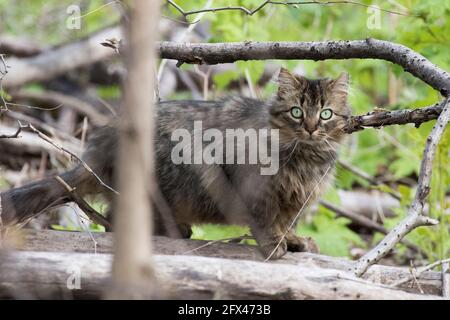 Feral cat in Quebec, Canada Stock Photo - Alamy
