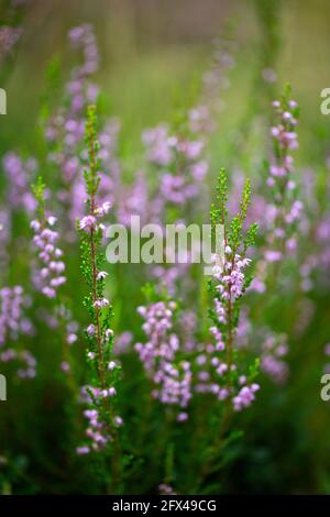 Flowers Common heather is an evergreen shrub plant, a species of the ...