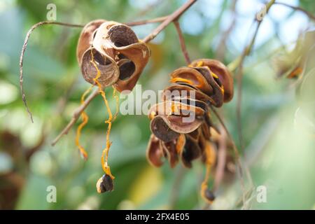 Acacia aneura (also called mulga, true mulga, akasia) with a natural ...