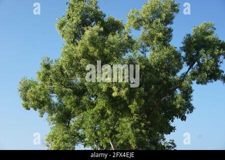 Acacia aneura (also called mulga, true mulga, akasia) with a natural ...