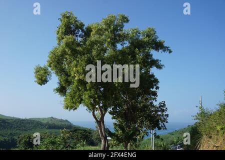 Acacia aneura (also called mulga, true mulga, akasia) with a natural ...
