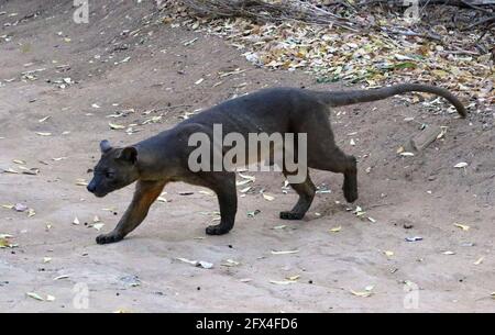 Wild fossa in the Kirindy Forest, western Madagascar Stock Photo - Alamy