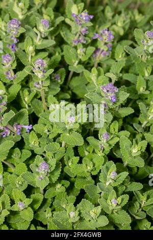 Nepeta racemosa 'Little Titch', catmint 'Little Titch', Dwarf catmint ...