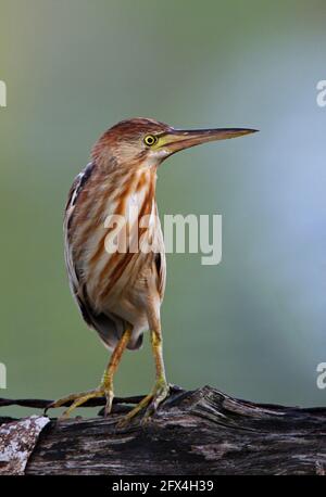 Yellow Bittern (Ixobrychus sinensis) perched amongst reeds, Bundala ...