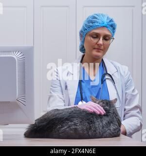 Vet doctor examines the heart with a stethoscope in a sick cat in a ...
