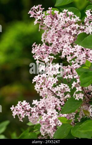 Syringa Miss Kim Lilac spring Syringa patula 'Miss Kim' Stock Photo - Alamy