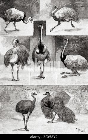 Drawing of Greater Rhea bird (Rhea americana) from the end of 19th ...