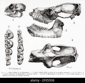 Lemur skulls from Madagascar Stock Photo - Alamy