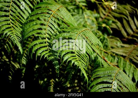 Ferns growing on the mountain walls on the Northern Range, Trinidad ...