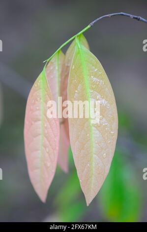 Glossy Leaves of a Kepel Plant Stock Photo - Alamy