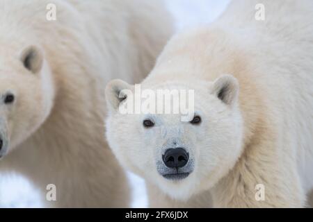 Polar bear staring Stock Photo - Alamy