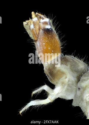 macro in the field Stock Photo - Alamy