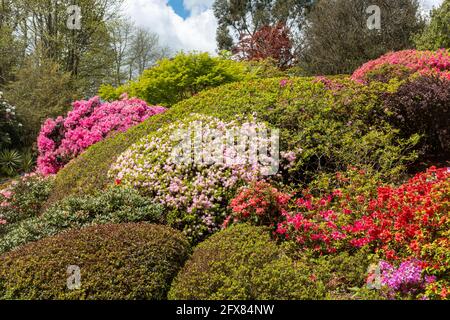Azaleas in Rock Garden at Leonardslee Gardens Stock Photo - Alamy