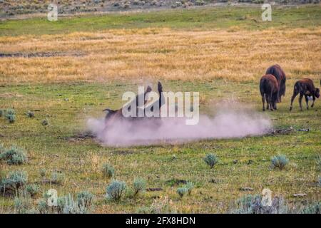 American bison rolls in a wallow taking a dust bath Stock Photo - Alamy