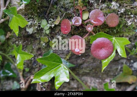 Dandy (Umbilicus rupestris) growing in springtime near Restronguet ...
