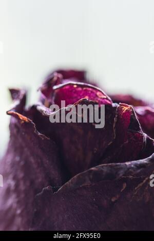 Macro of dried purple rose bud Stock Photo - Alamy