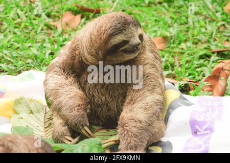 Three-toed sloth bear lying on the grass Stock Photo - Alamy