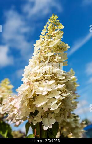 Creamy-white Panicle Hydrangea (Hydrangea paniculata 'Savill Lace ...