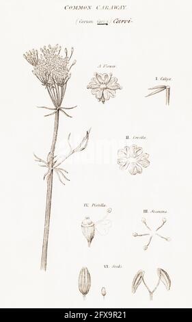 Botanical drawing of caraway Stock Photo - Alamy
