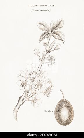 Botanical drawing: Plum tree, flower and fruit, color illustration ...