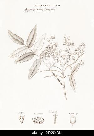 Old botanical illustration engraving of Ash tree / Fraxinus excelsior ...