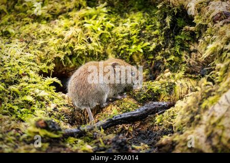 A Bank Vole at Askham Bog Nature Reserve near York, North Yorkshire ...