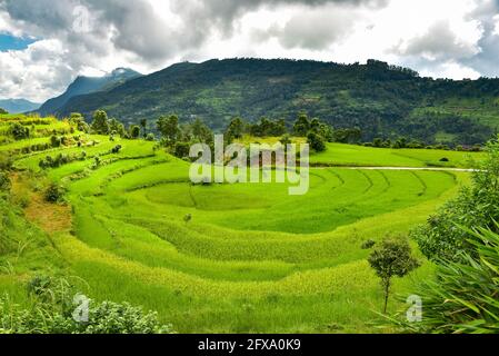 Rice terraces in countryside in Nepal Stock Photo - Alamy