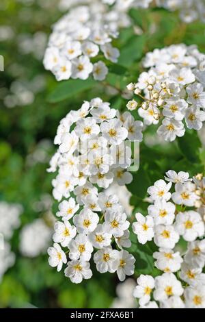 Blooming Spier shrub, spiraea, in spring Stock Photo - Alamy