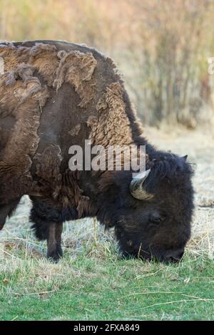 Plains Buffalo (Bison bison) Male, shedding winter coat, looking for ...