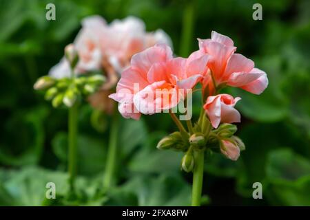 Pelargonium flowers commonly known as geraniums, pelargoniums or ...