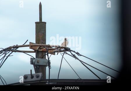 Sparrow standing on electricity tower, power tower Stock Photo - Alamy