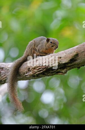 Plantain Squirrel Callosciurus notatus on a log begging for food at a ...
