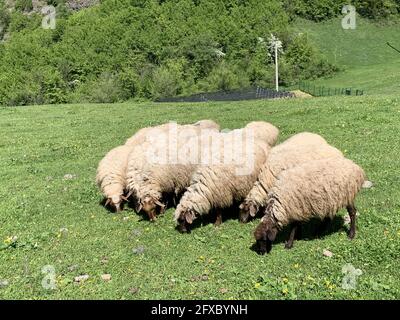 Closeup of Armenian semicoarsewool sheep flock grazing the grass in ...