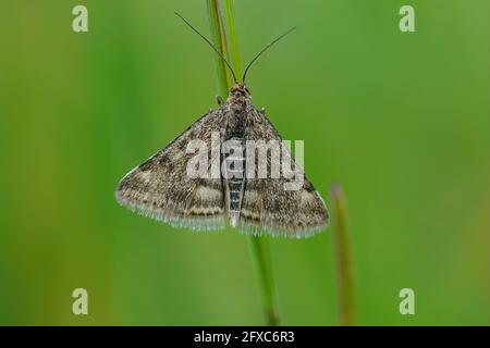 Closeup of the diurnal straw-barred pearl moth, Pyrasuta despicata ...