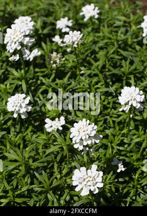 Iberis sempervirens 'Purity' Stock Photo - Alamy