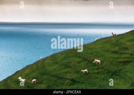 Flock of sheep grazing on the grassy pasture in the countryside Stock ...