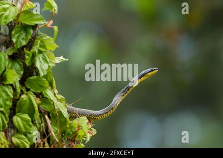 A Bird Snake, Phrynonax poecilonotus, in a tree in Arenal Volcano ...